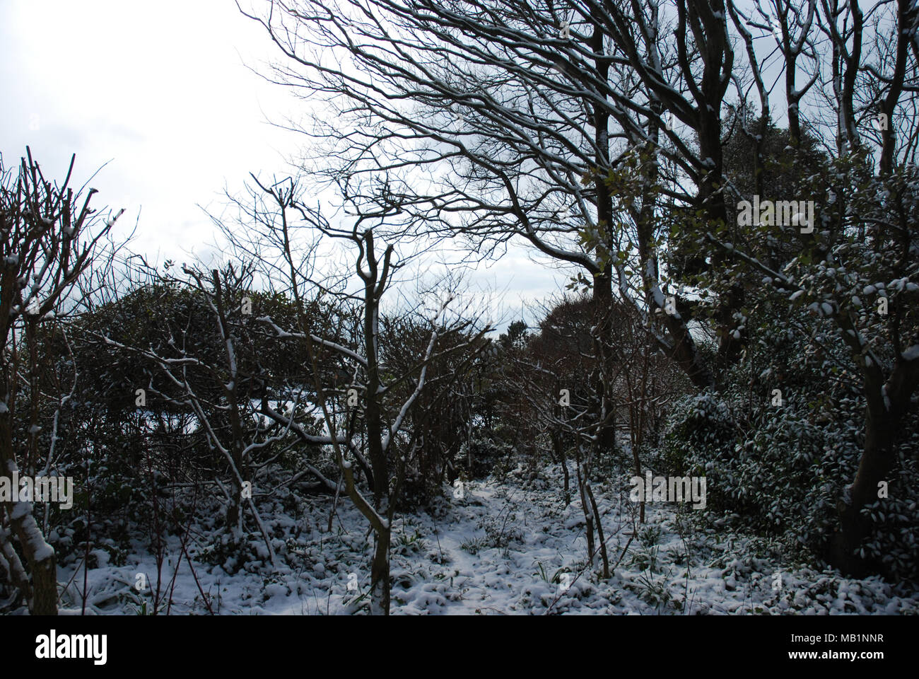 Wooded Snow Scene Stock Photo - Alamy