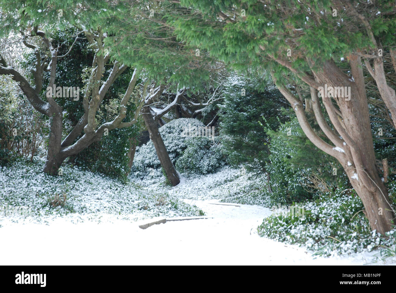 Wooded snow scene Stock Photo - Alamy