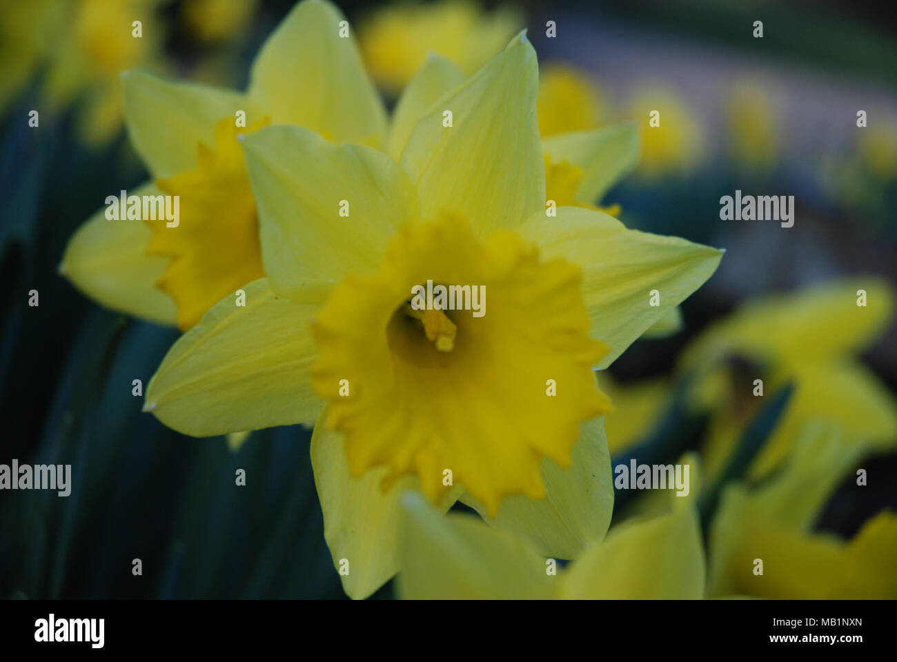 Daffodils in Spring Stock Photo - Alamy