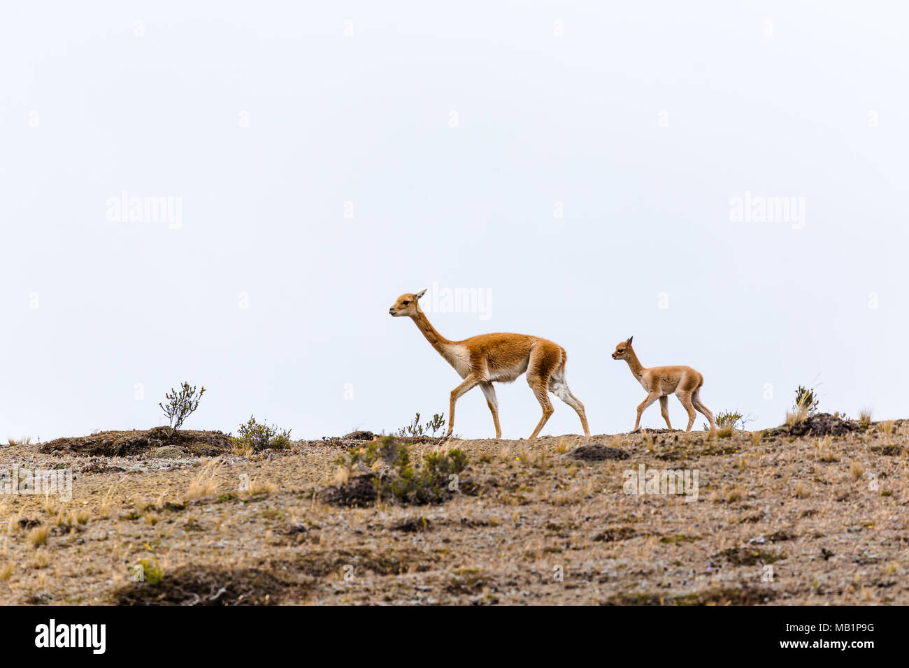 Vicuna calf hi-res stock photography and images - Alamy