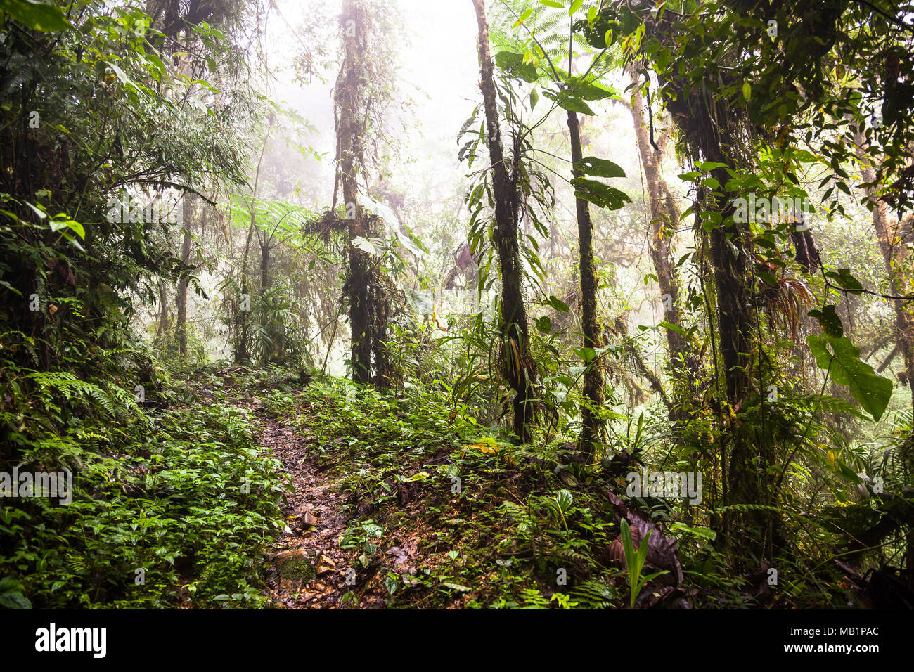 The Ecuadorian rainforest, often cloudy, that is why it takes its name ...