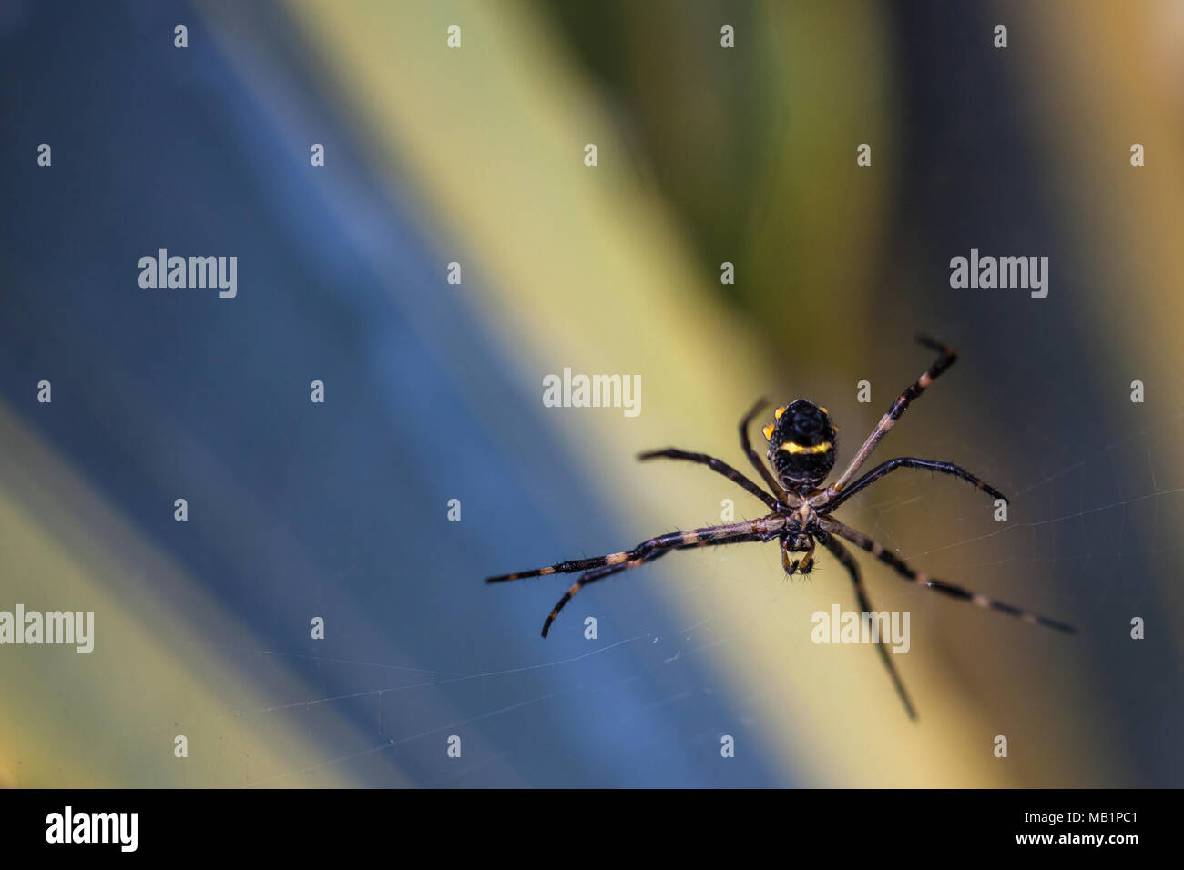 Ecuador spiders hi-res stock photography and images - Alamy