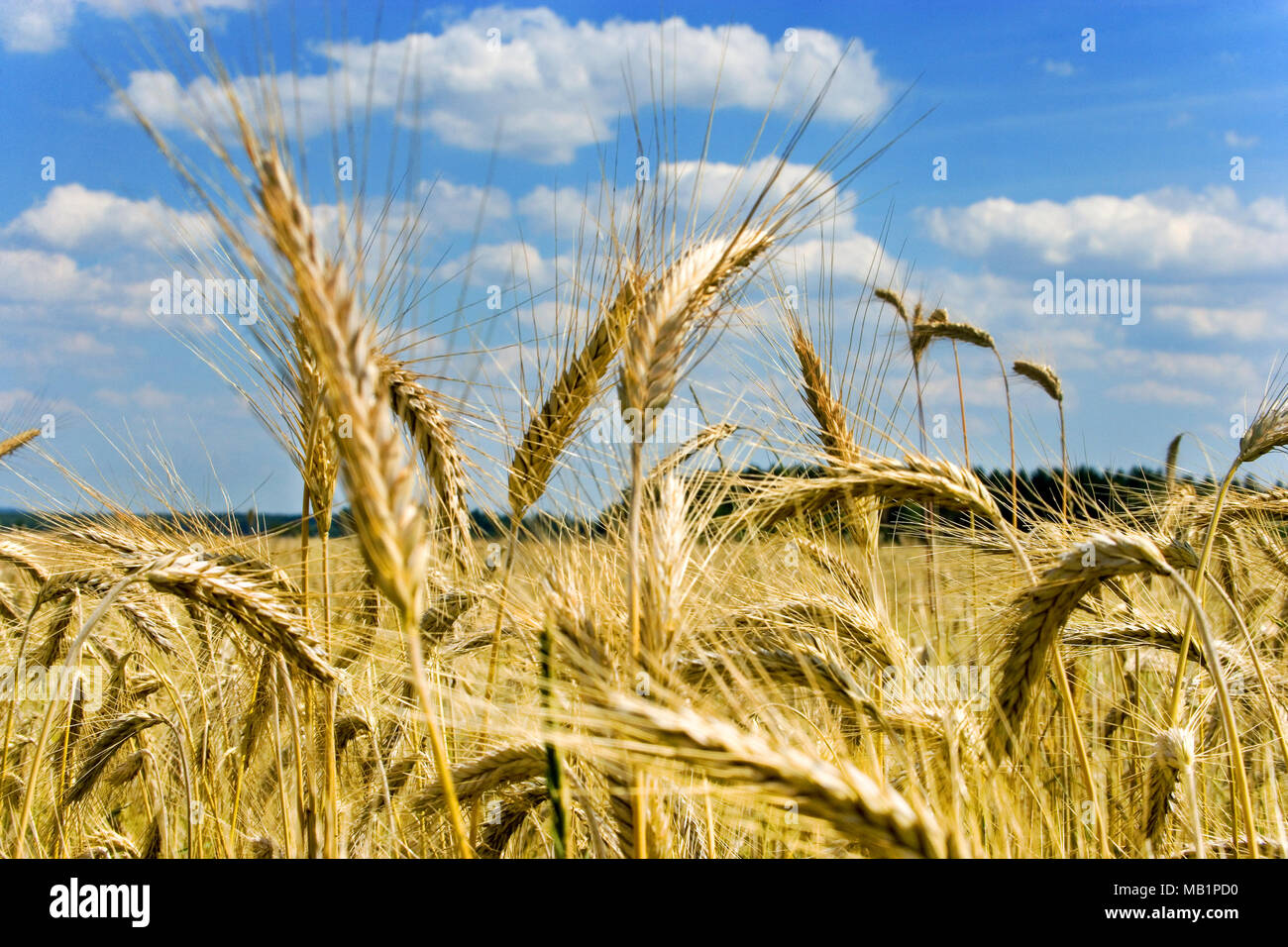 yellow wheat corn on the field, farming plant, agriculture in the Czech ...