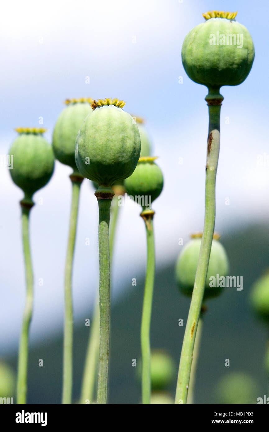 Green Poppy Flower