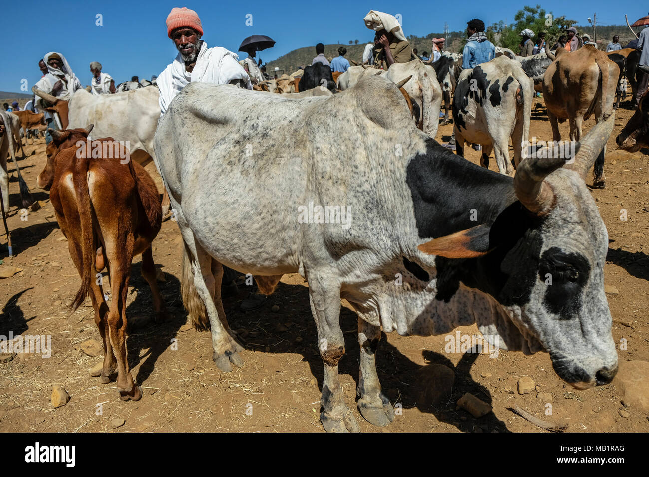 Africa Animal Market Animals High Resolution Stock Photography and ...