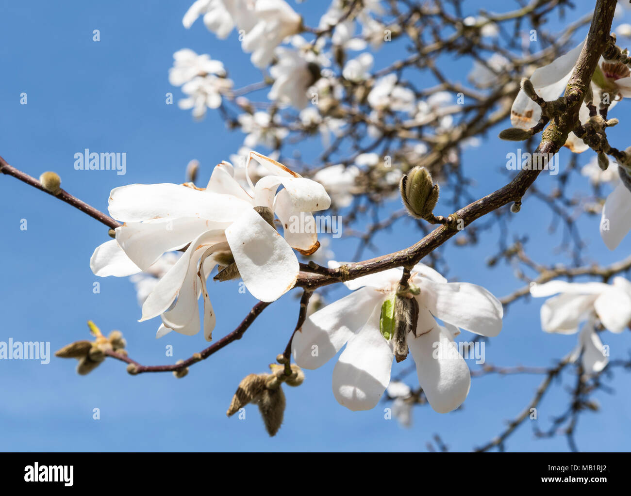 Magnolia Stellata (Star Magnolia) flowering in early Spring before ...