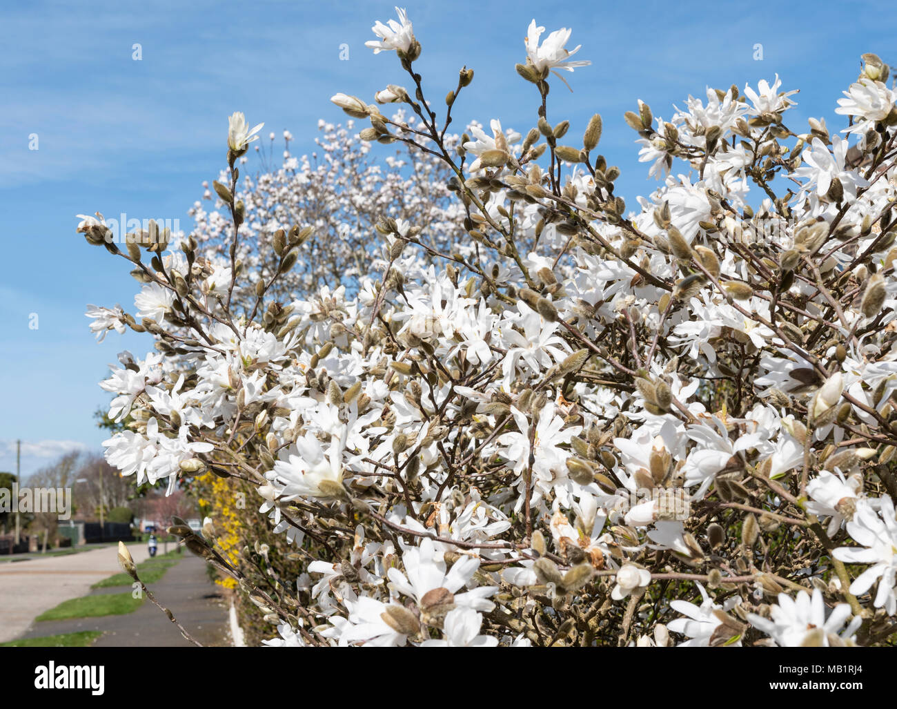 Magnolia Stellata (Star Magnolia) flowering in early Spring before ...