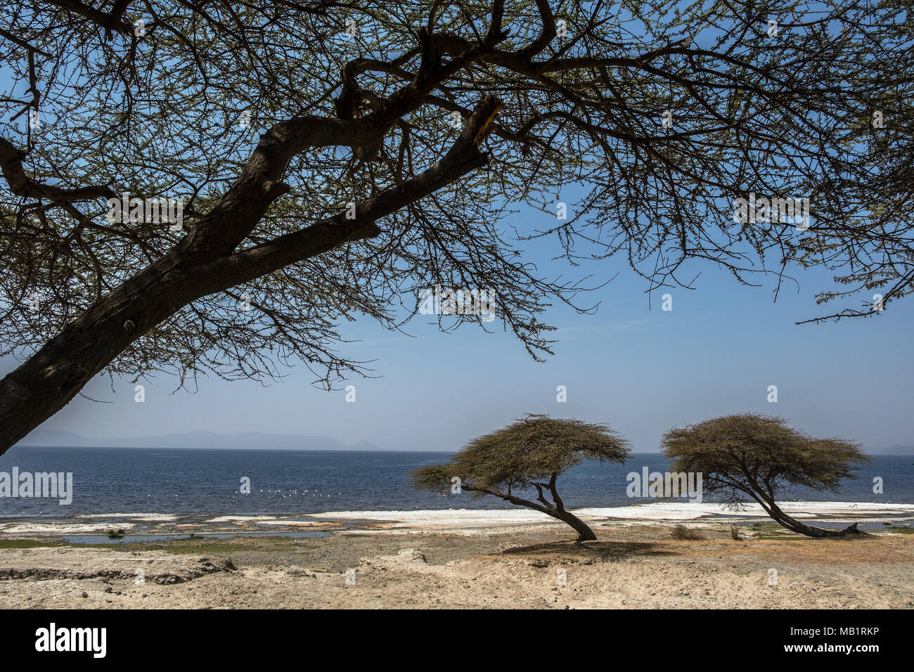 Lake Shalla in the Abijatta-Shalla National Park, Ethiopia Stock Photo ...
