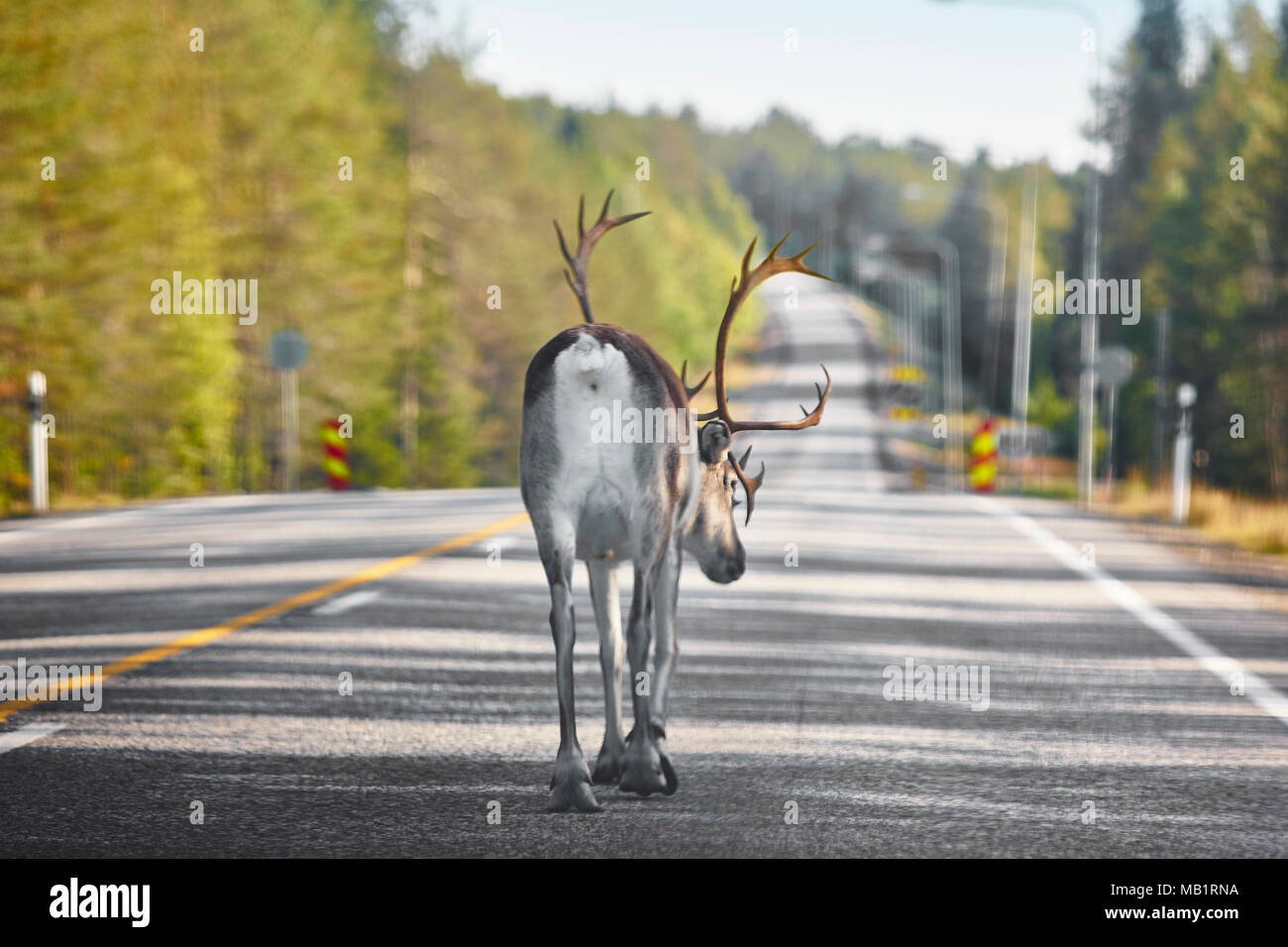 Reindeer crossing the road hi-res stock photography and images - Alamy
