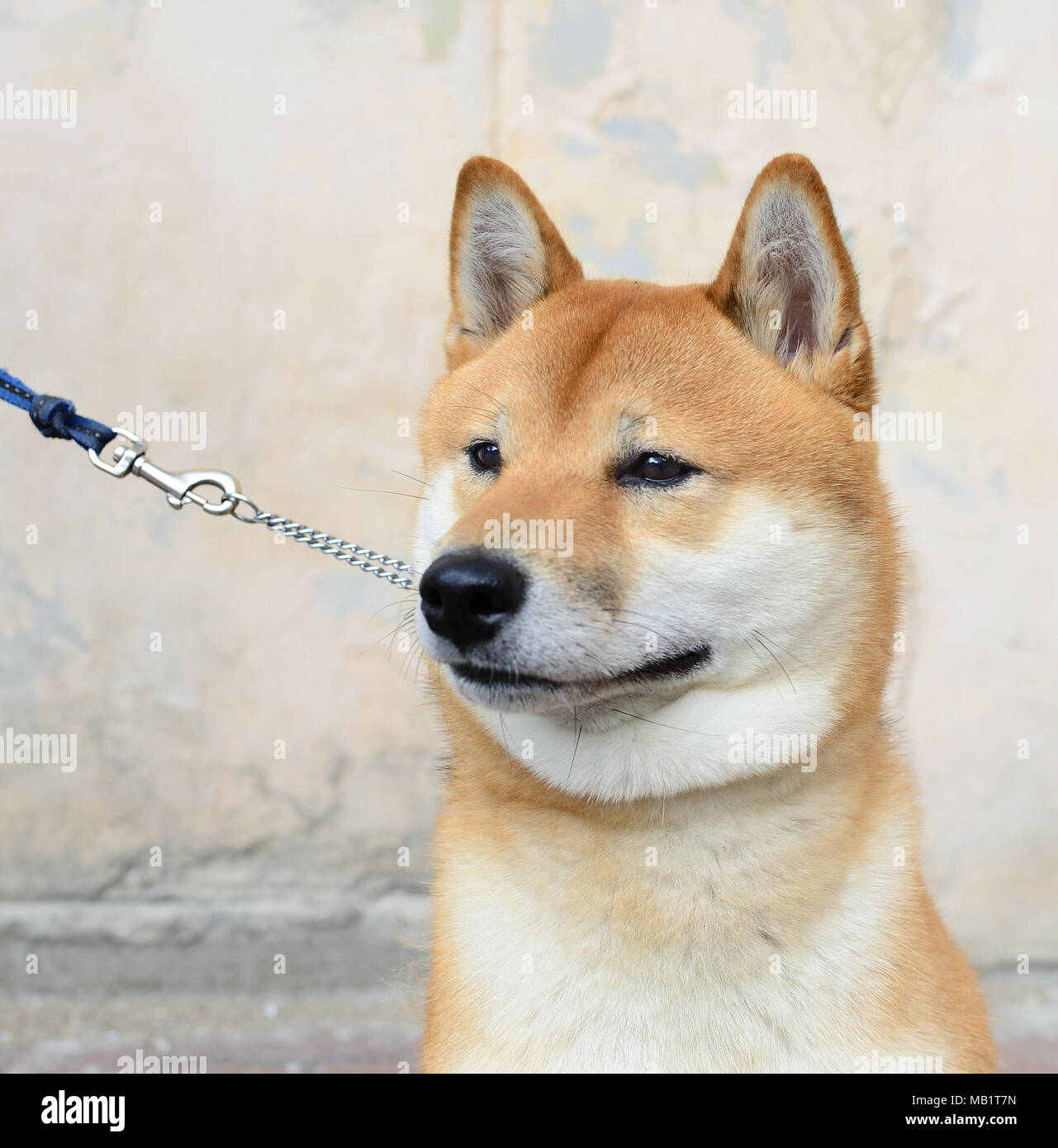 Ken shiba hi-res stock photography and images - Alamy