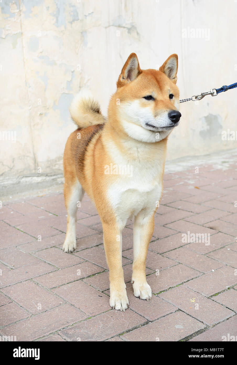 Shiba inu hi-res stock photography and images - Alamy