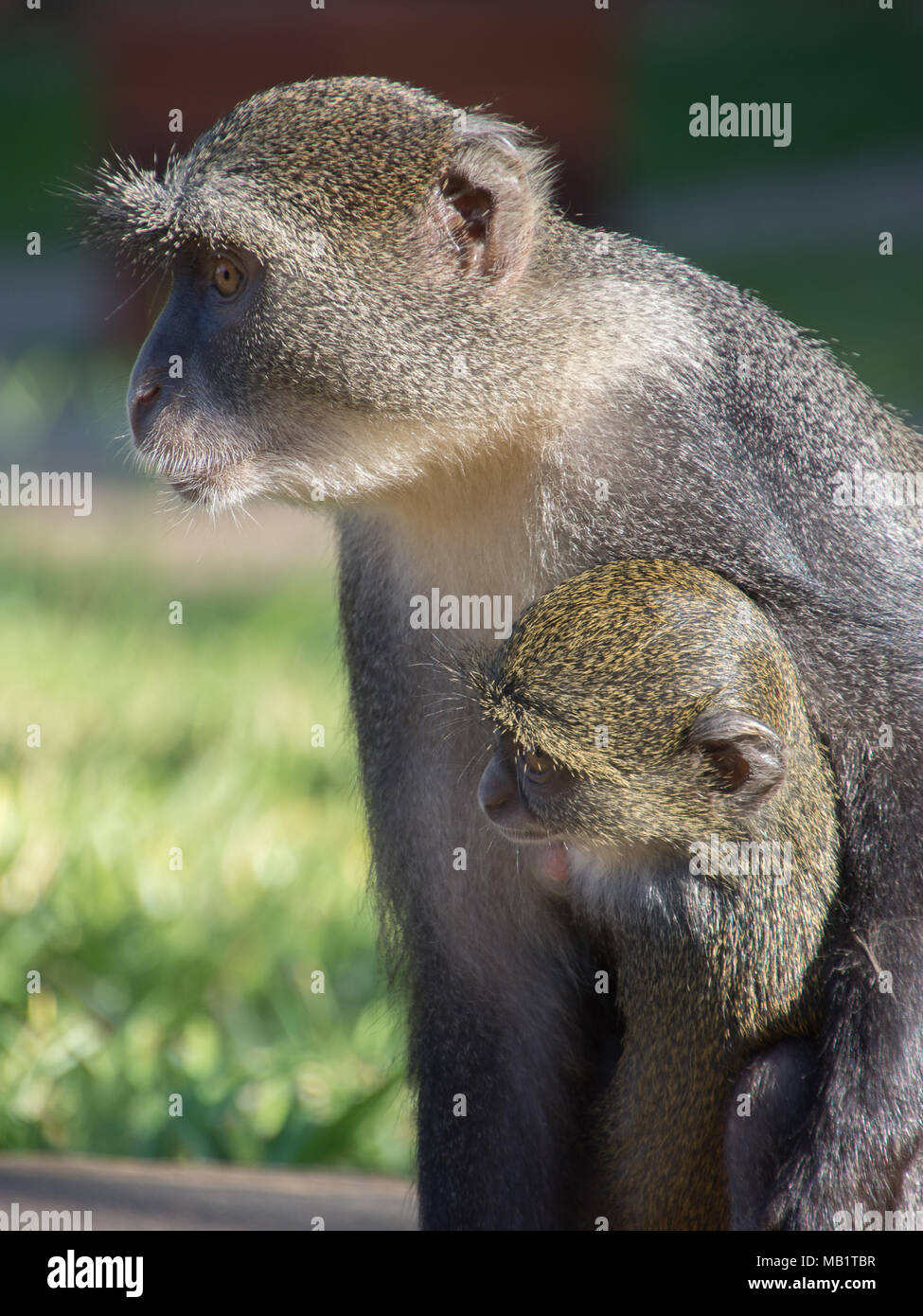 Monkey holding its baby Stock Photo - Alamy