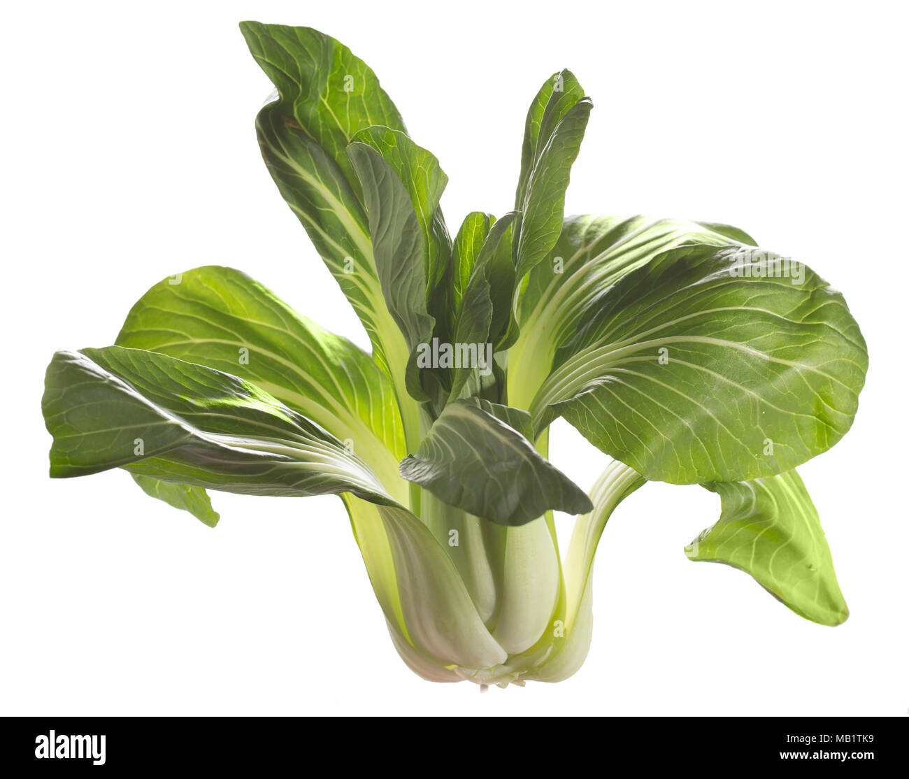 Pak Choi plant, Asian vegetable, ready to cook on white background ...
