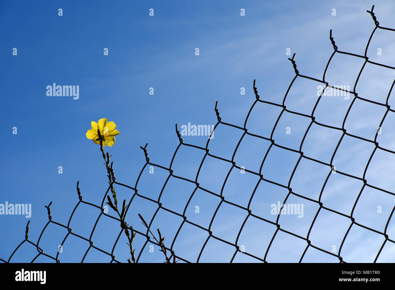 amazing-background-with-yellow-flower-up-to-blue-sky-contrast-of