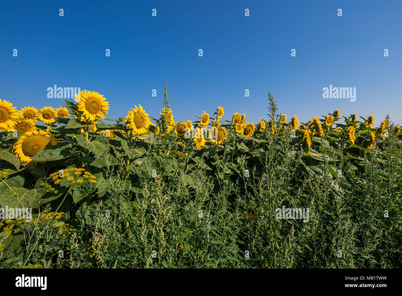 Sunflower field bulgaria hi-res stock photography and images - Alamy