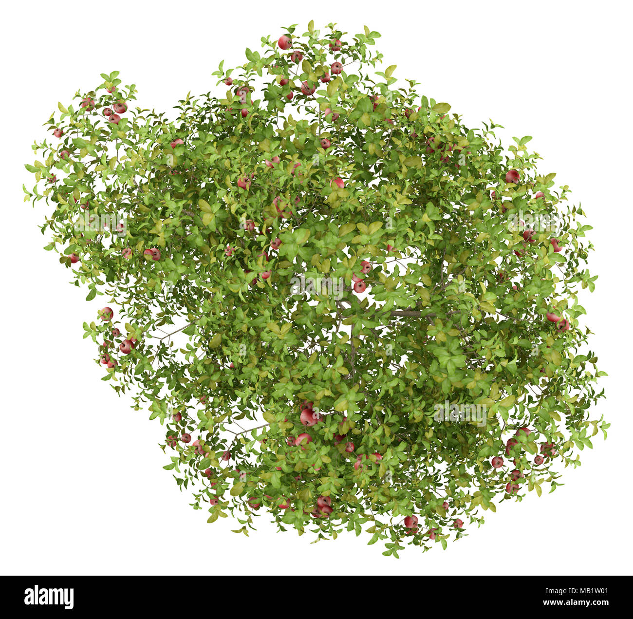 top view of apple tree with red apples isolated on white background. 3d ...
