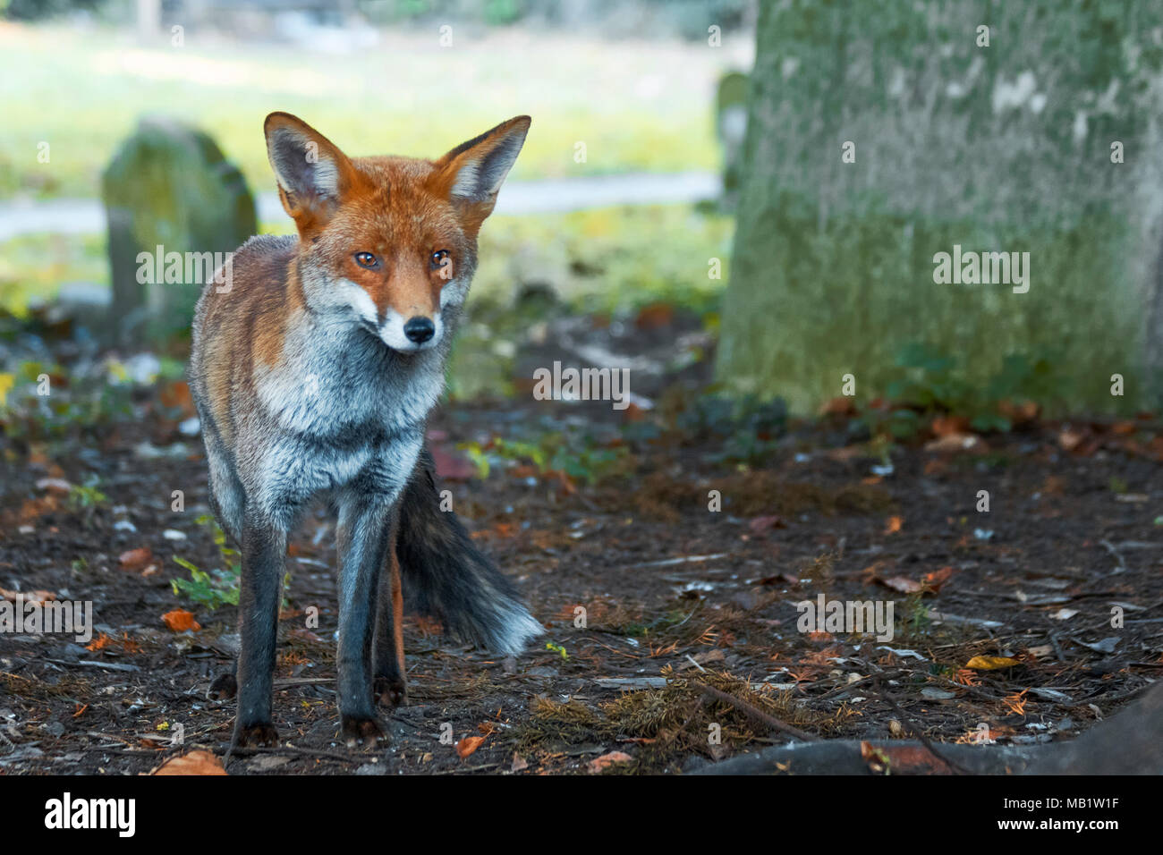 Fox graveyard hi-res stock photography and images - Alamy
