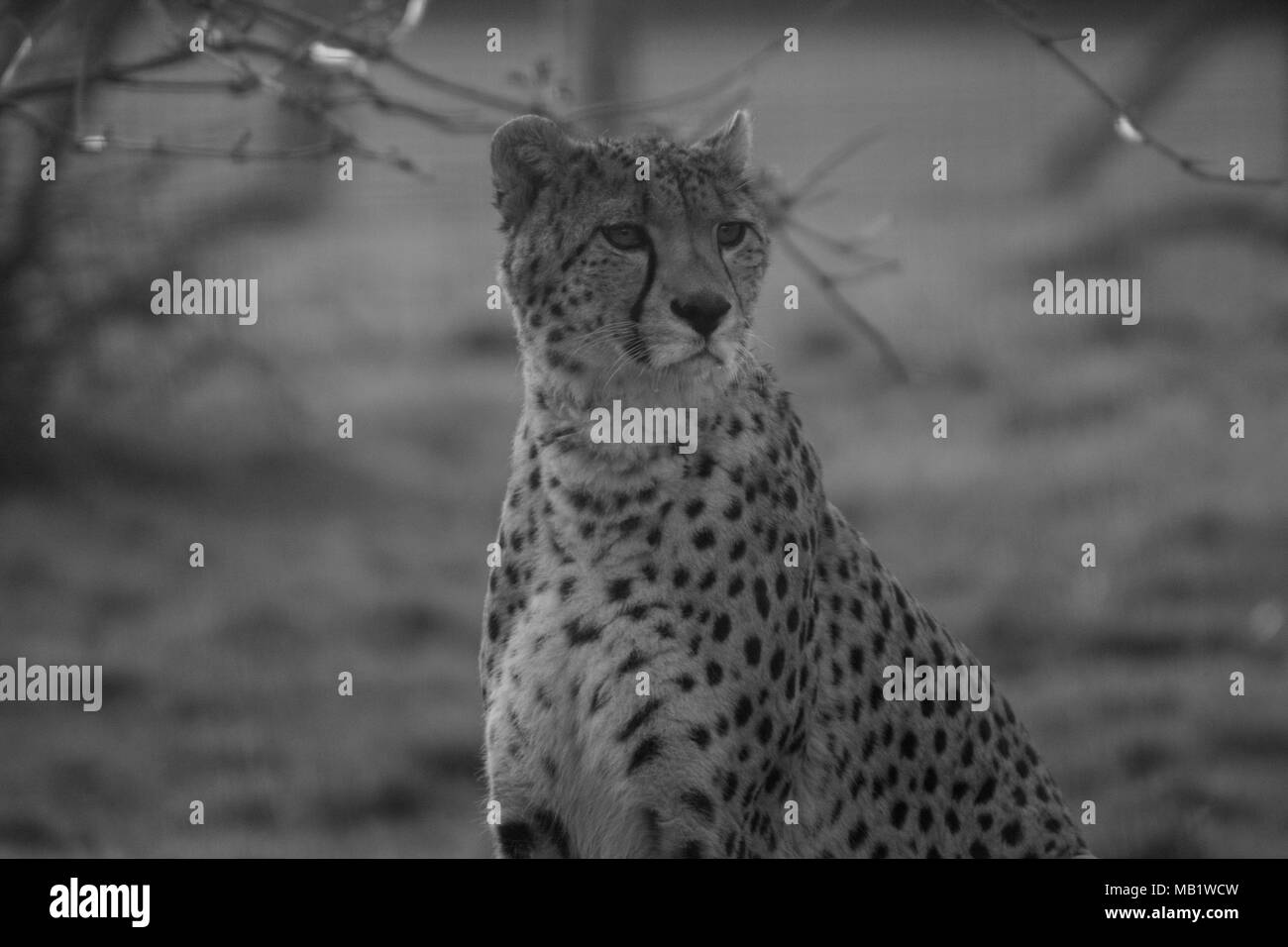 Cheeter close up hi-res stock photography and images - Alamy