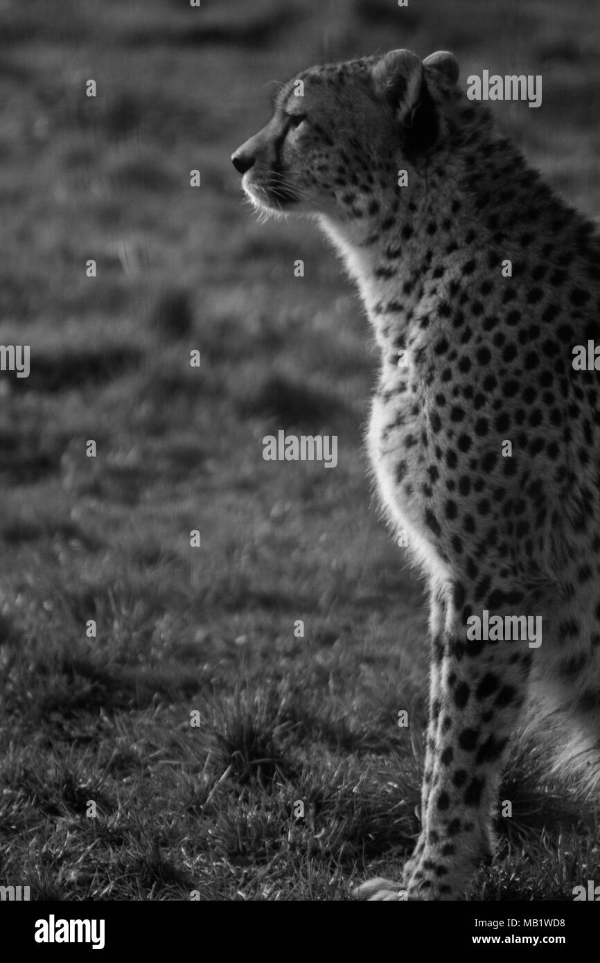Cheeter Black and White Stock Photos & Images - Alamy