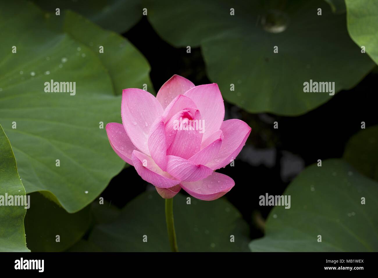 Beautiful photos of nature hi-res stock photography and images - Alamy