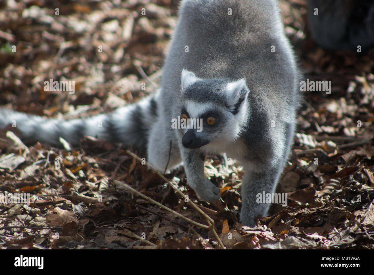 Ring Tailed Lemur Stock Photo - Alamy