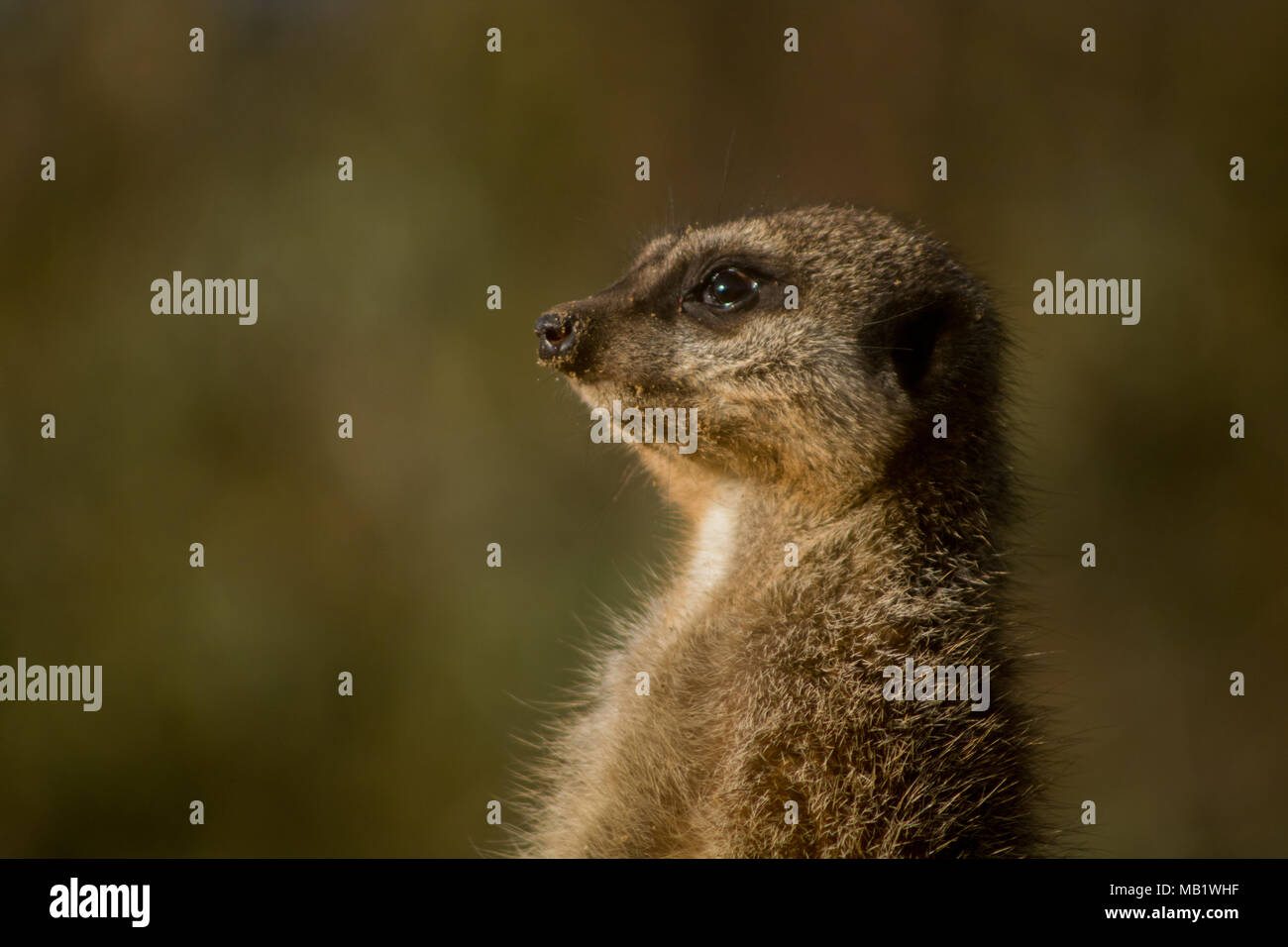 Meerkat on watch hi-res stock photography and images - Alamy