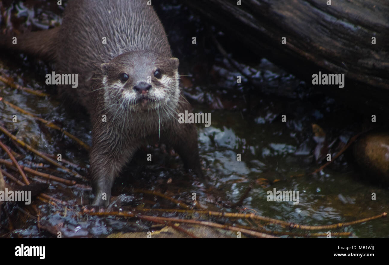 Otter in stream hi-res stock photography and images - Alamy
