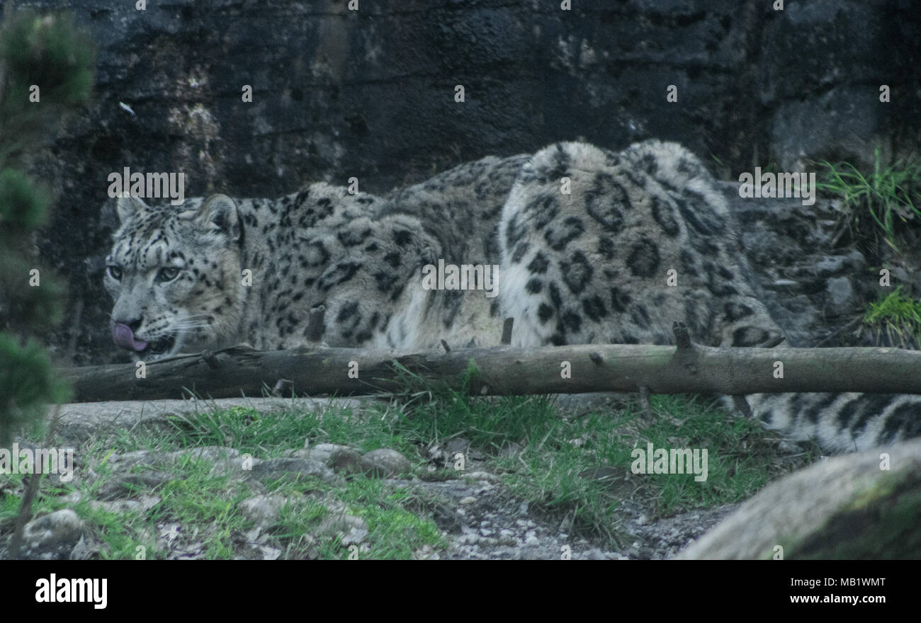 Snow Leopard crouching Stock Photo - Alamy