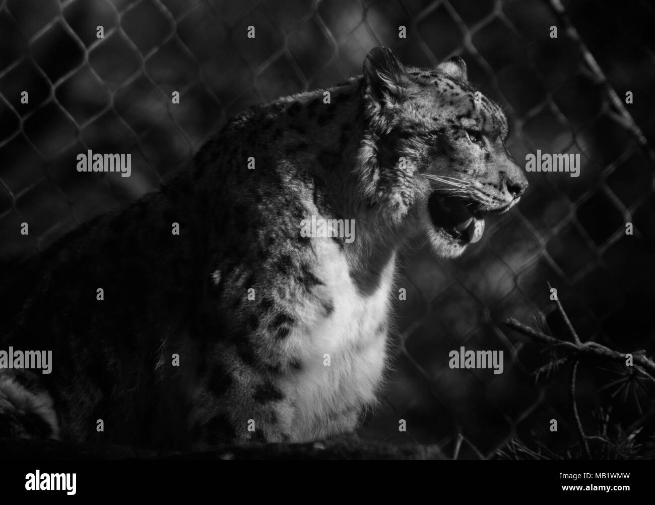 Snow Leopard profile in black and white Stock Photo - Alamy