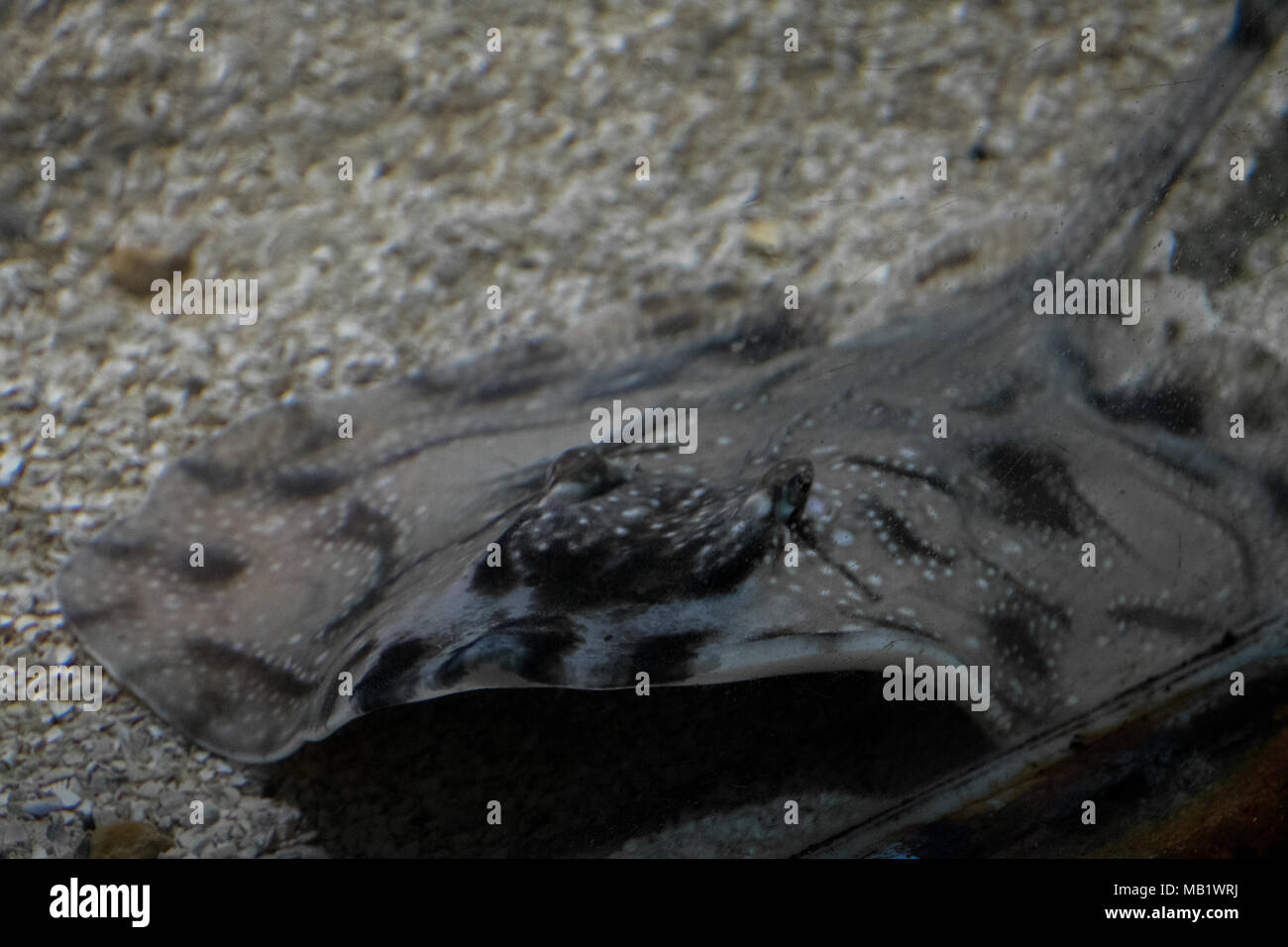 Leopard ray hi-res stock photography and images - Alamy