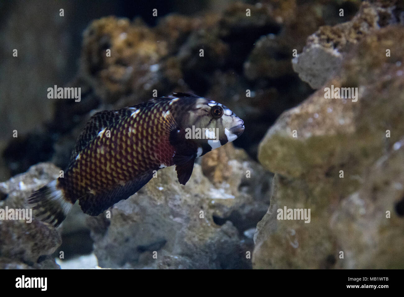 Black & White Tropical fish Stock Photo - Alamy