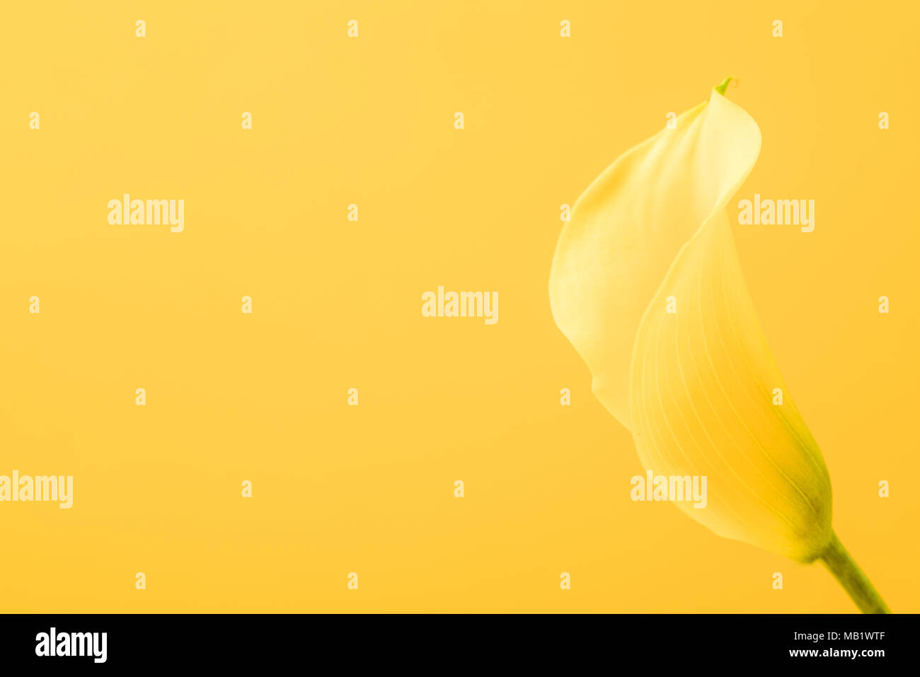 close-up view of beautiful romantic yellow calla lily flower isolated ...