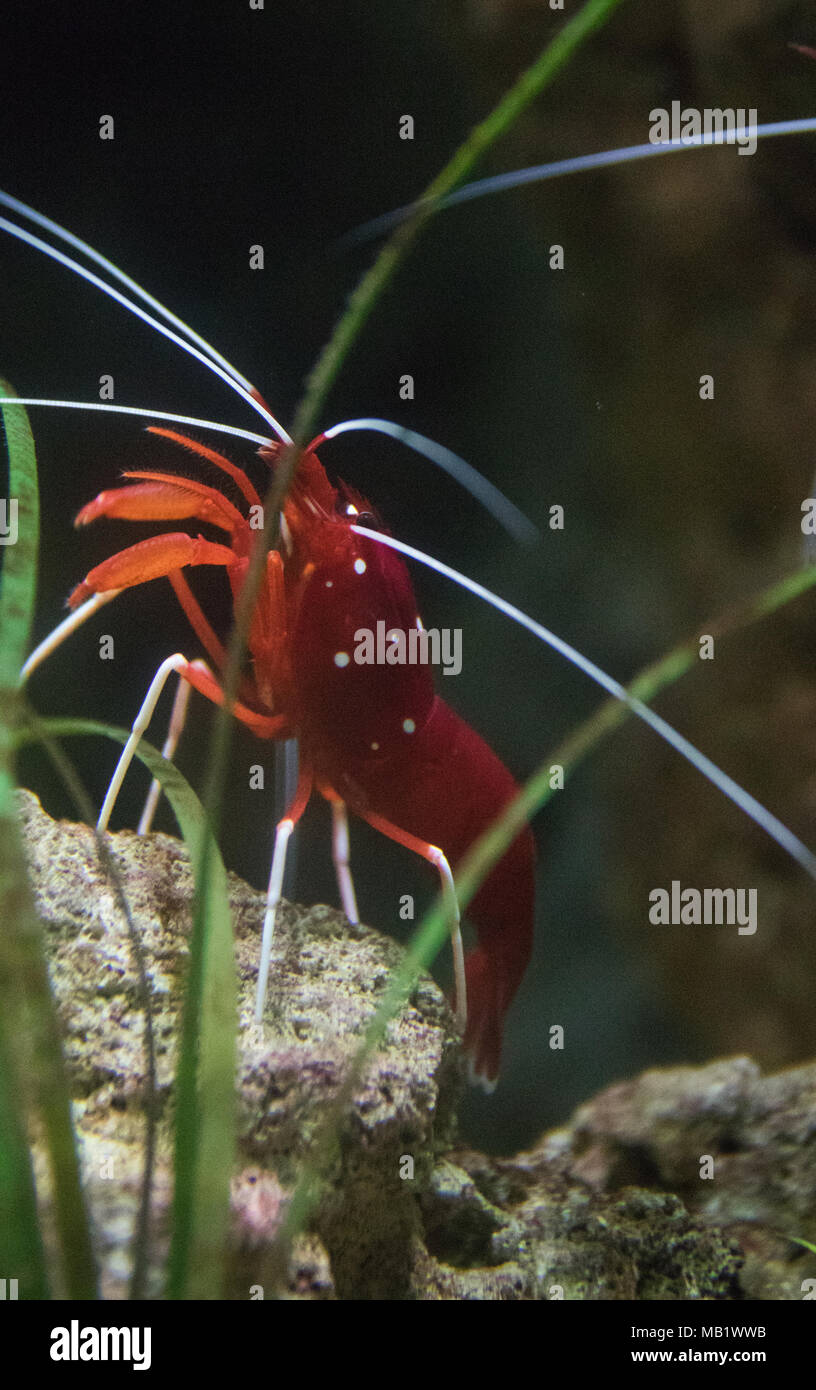 Red Cleaner Shrimp on rock Stock Photo - Alamy