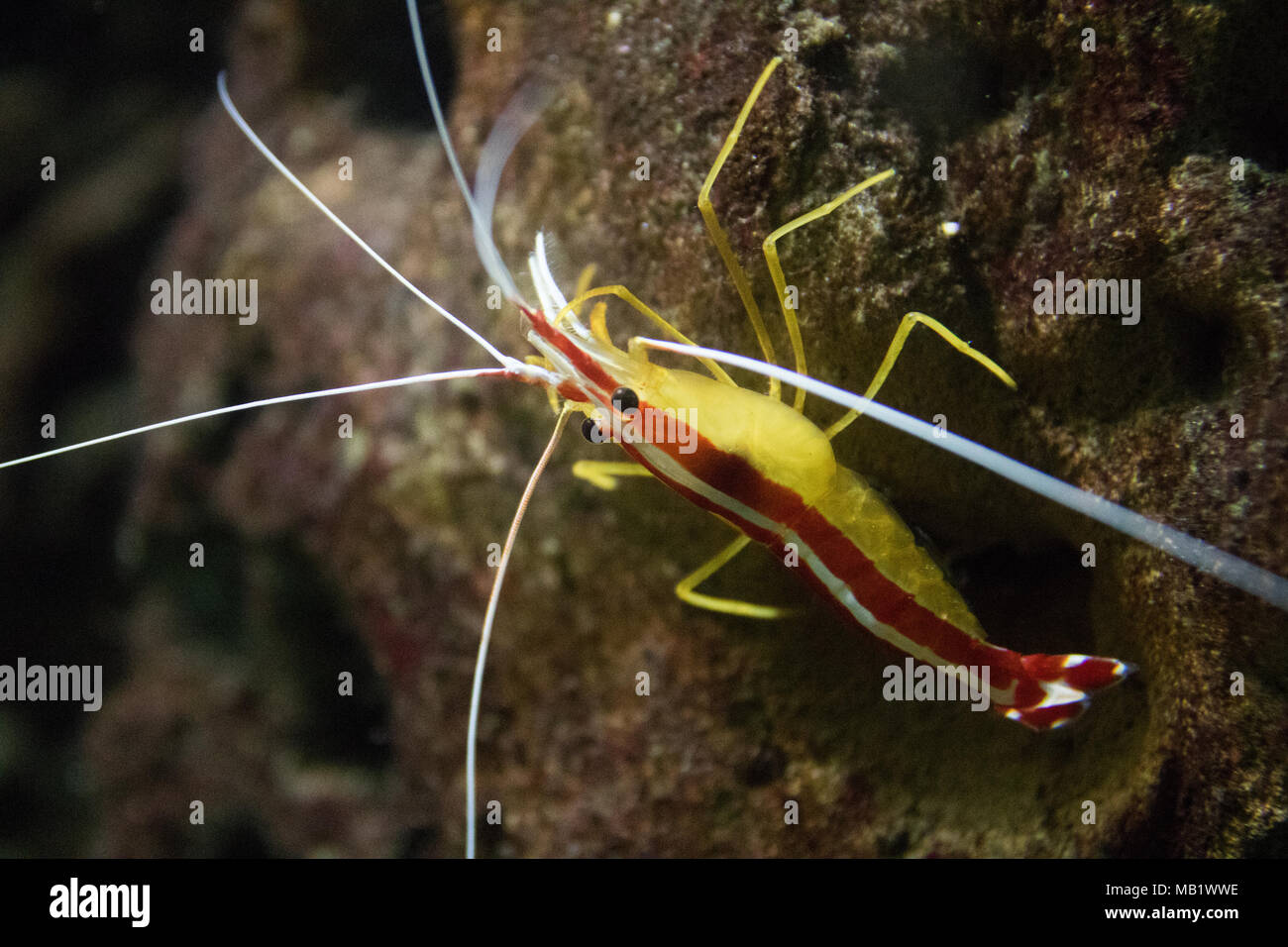 Shrimp on rock hi-res stock photography and images - Alamy