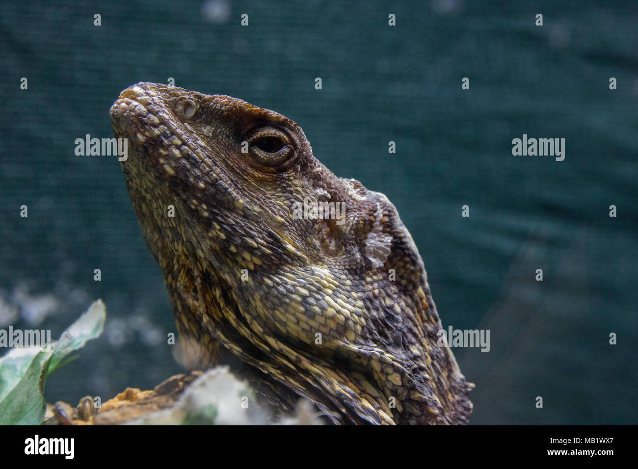 Frilled dragon hi-res stock photography and images - Alamy