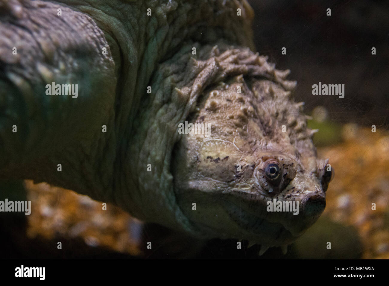 Up close snapper turtle Stock Photo - Alamy