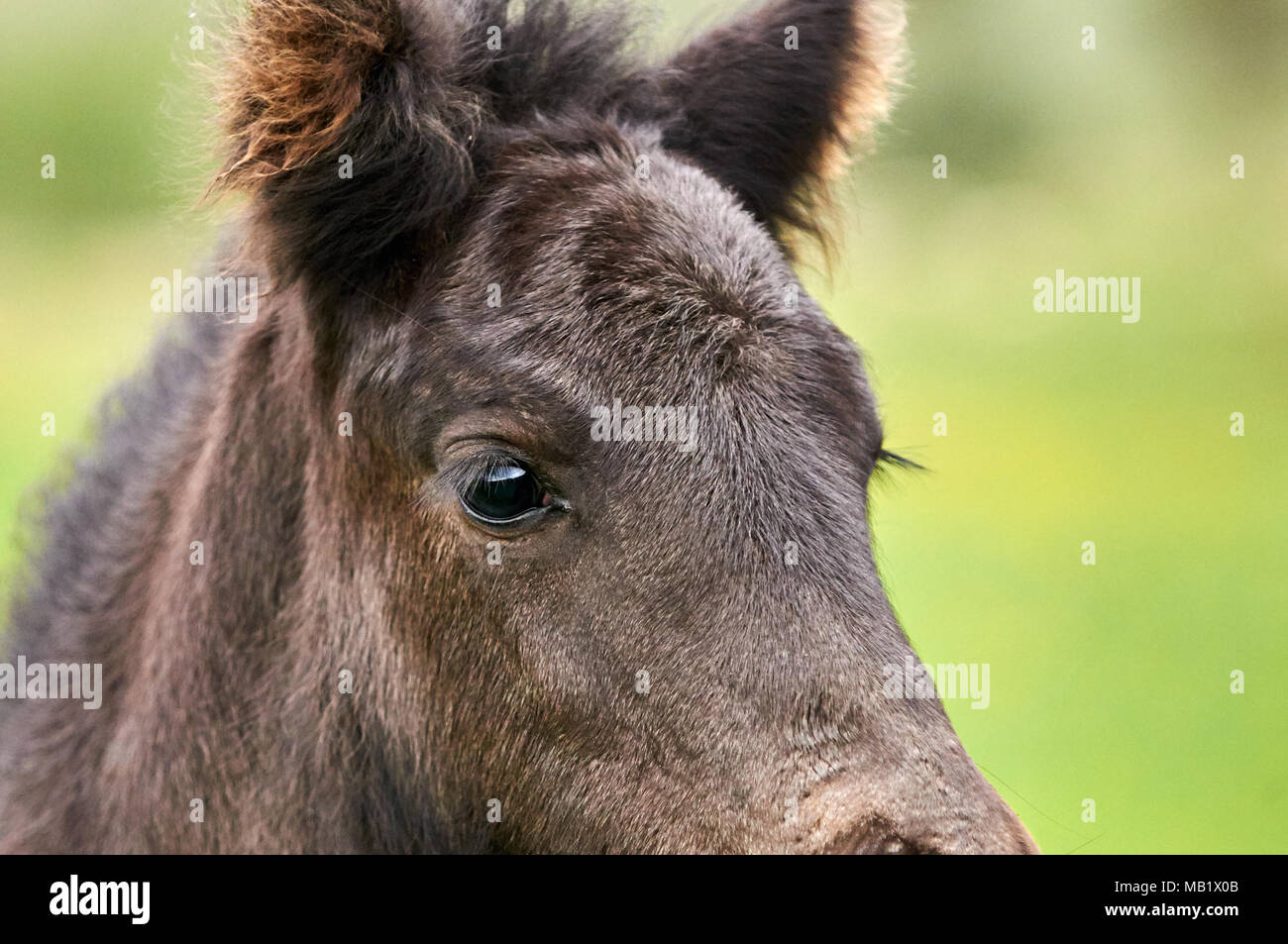 Black Fell Pony foal Stock Photo - Alamy