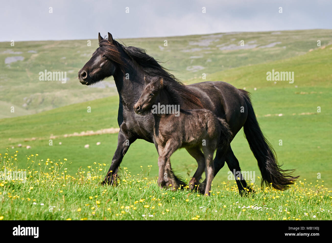 Fell pony mare and foal in Cumbria Stock Photo - Alamy