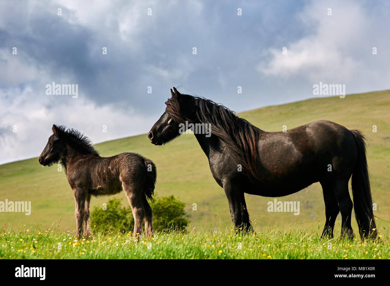 Fell pony mare and foal in Cumbria Stock Photo - Alamy