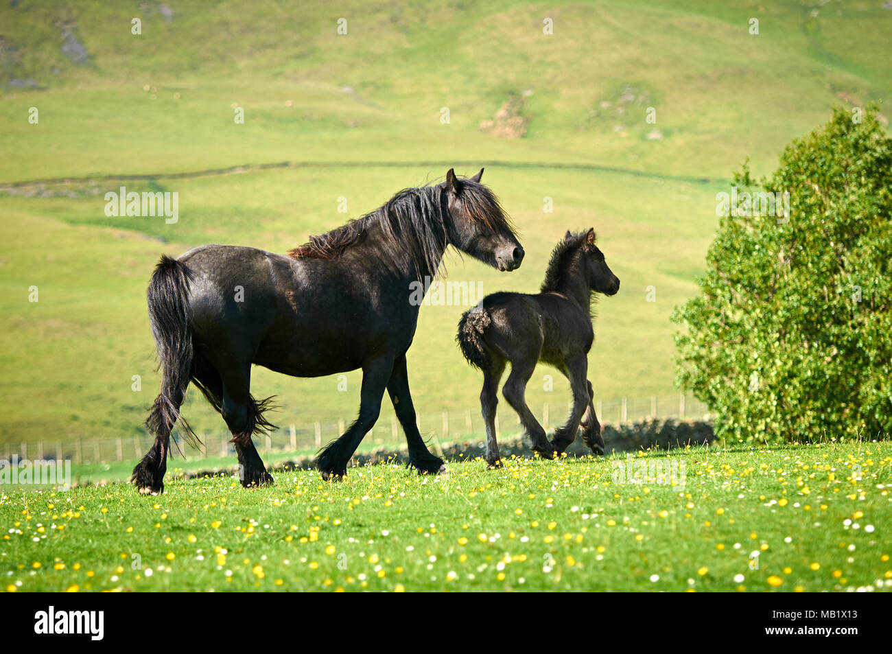 Horse Foal Pony Mare Running High Resolution Stock Photography and ...