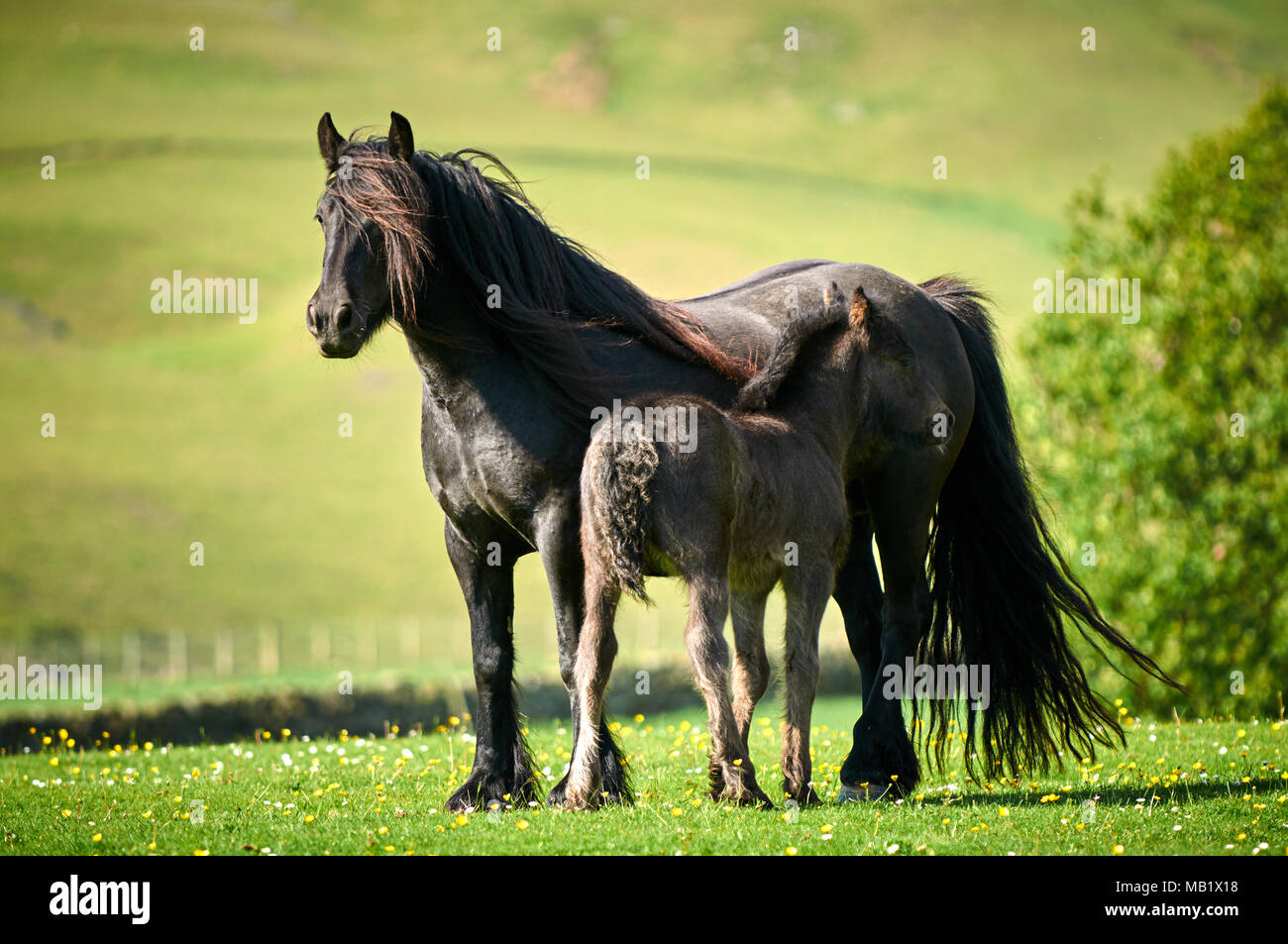 Fell pony mare and foal in Cumbria Stock Photo - Alamy