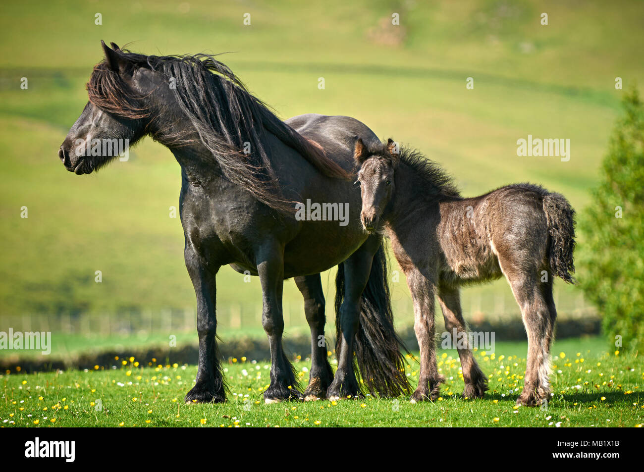 Fell pony mare and foal in Cumbria Stock Photo - Alamy