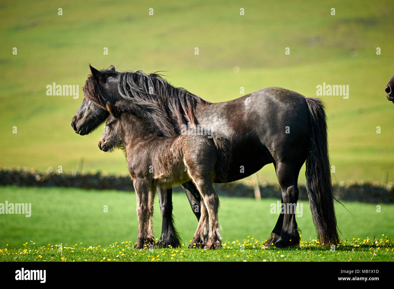 Horse foal pony mare running hi-res stock photography and images - Alamy