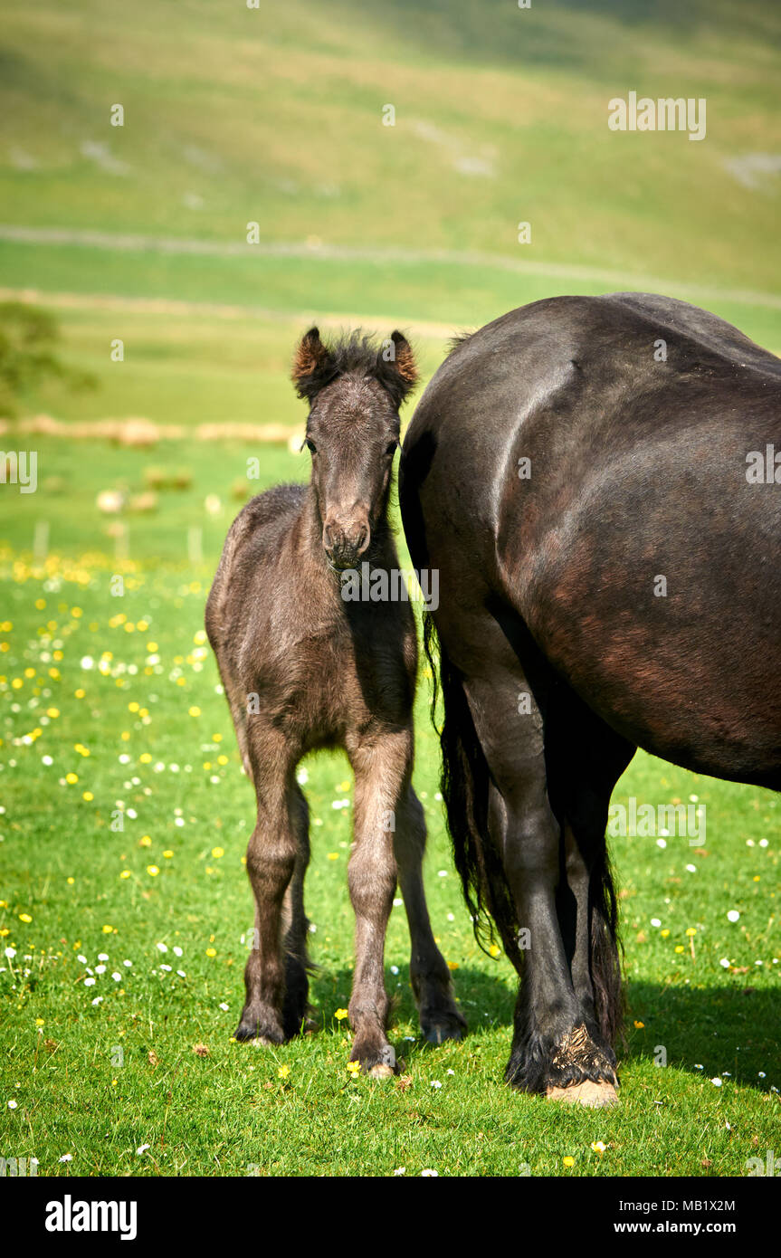 Fell Pony Stock Photos & Fell Pony Stock Images - Alamy