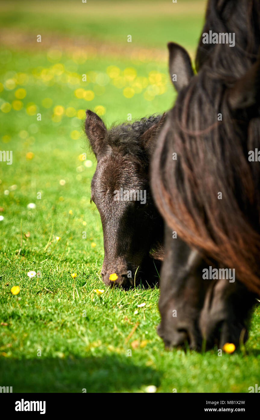 Fell Pony Stock Photos & Fell Pony Stock Images - Alamy