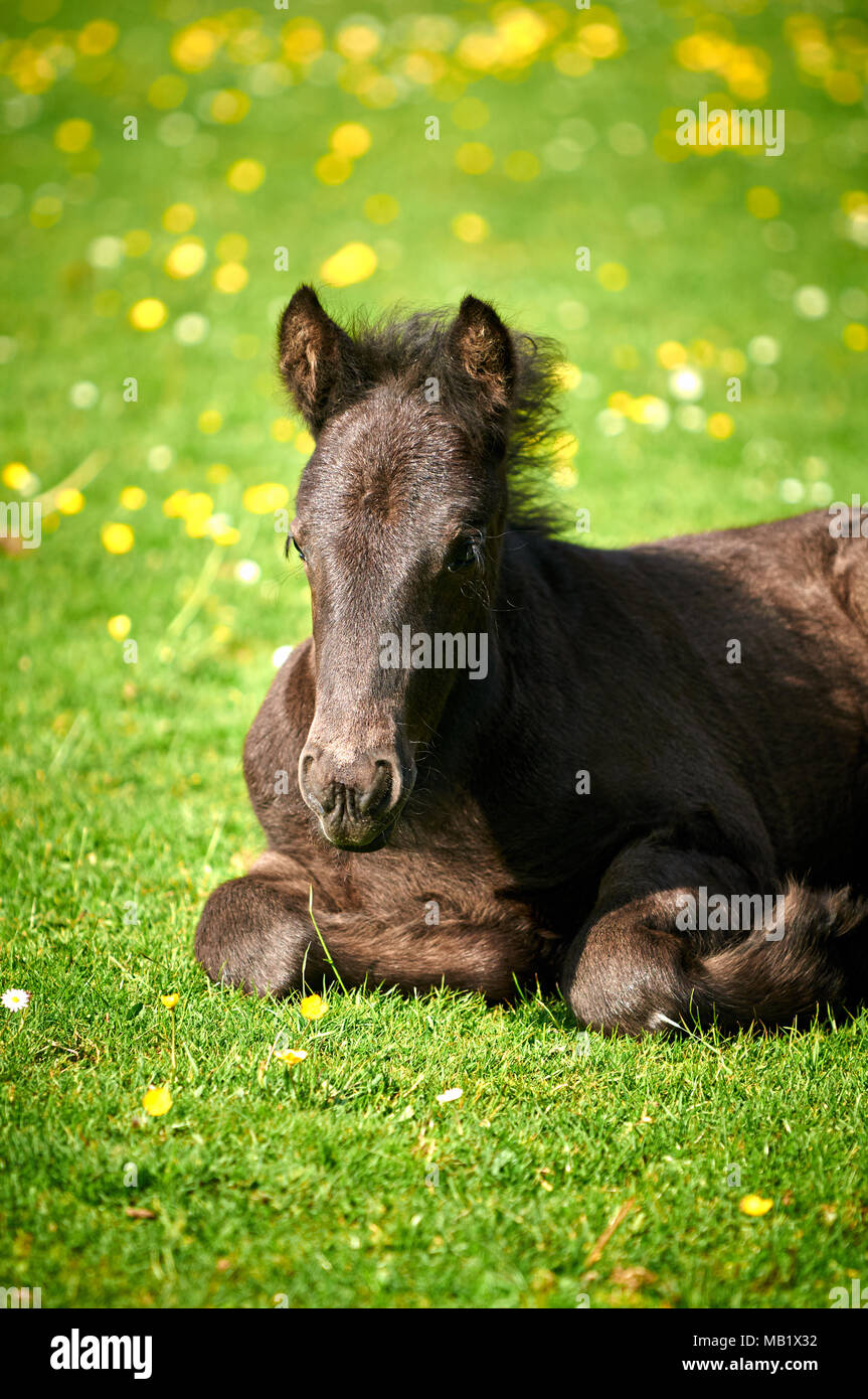 Black Fell Pony foal Stock Photo - Alamy