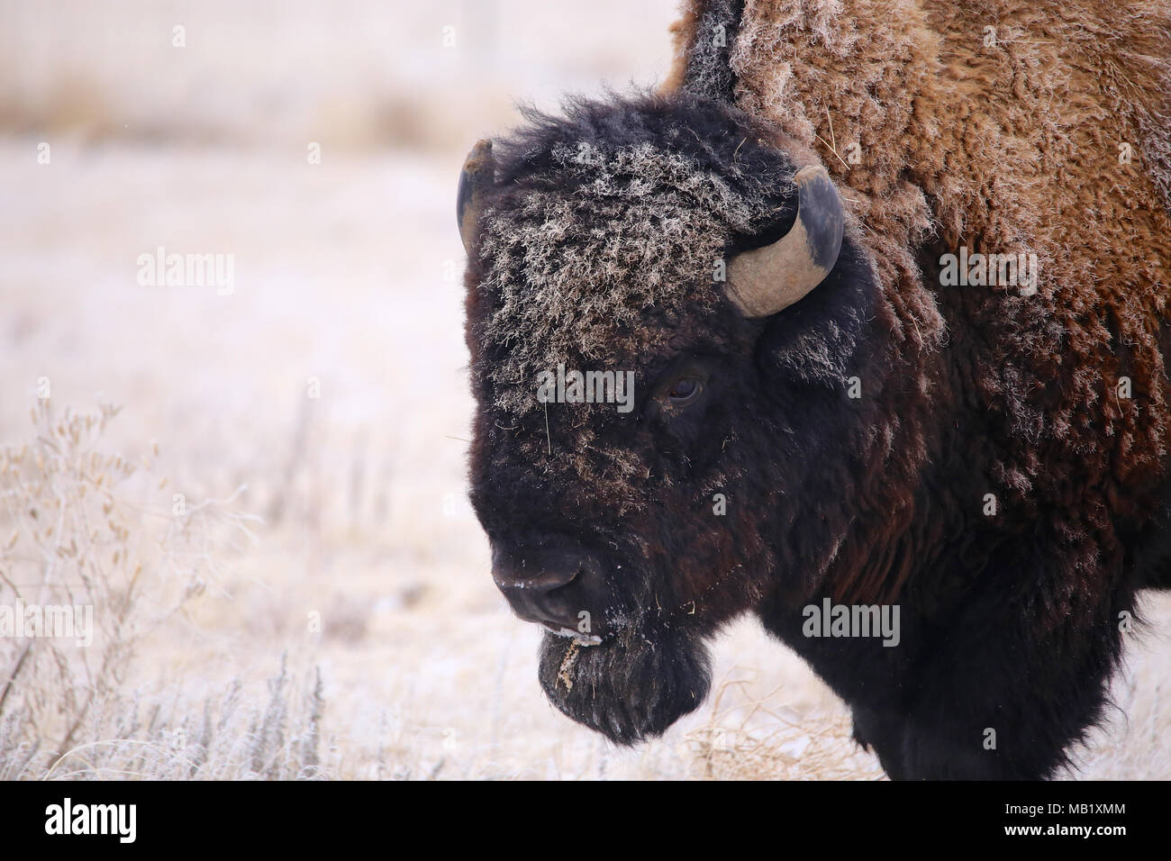 Wild American bison buffalo closeup in the snow Stock Photo - Alamy