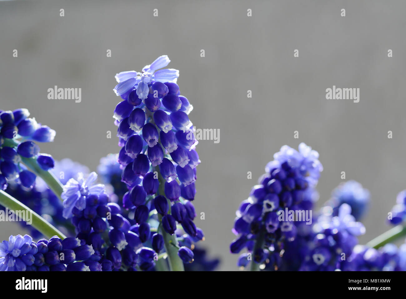 Blue flowers on gray background Stock Photo - Alamy