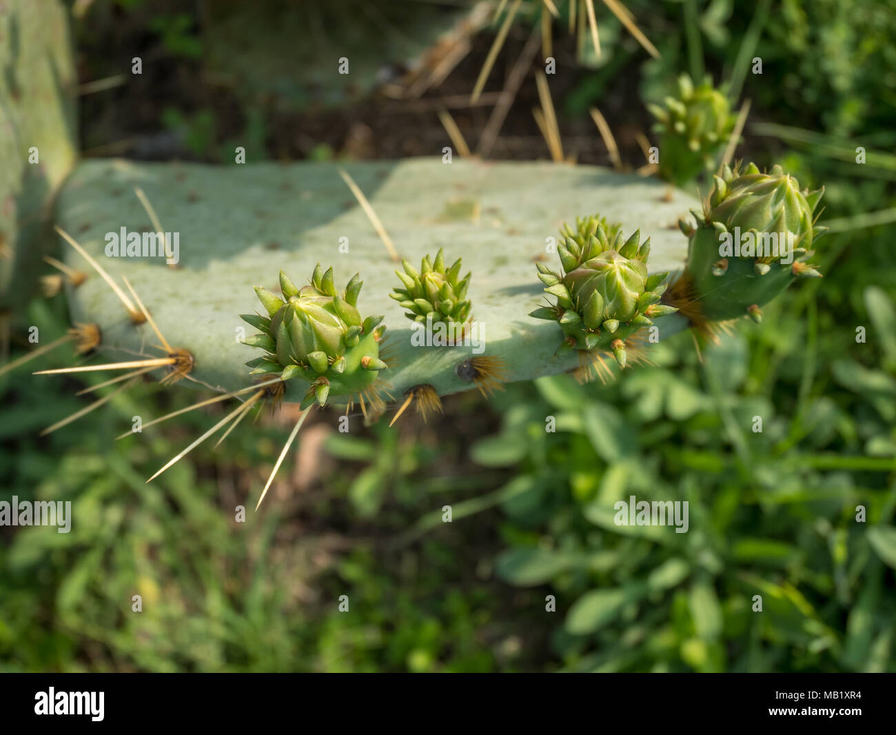 Top View of Large Cactus Plan with Green Grass in the background Stock ...