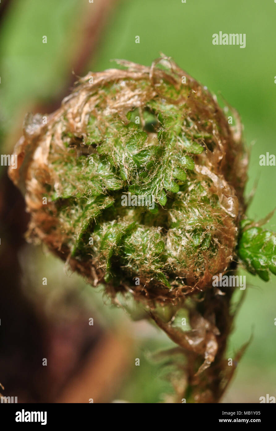 Fern bud hi-res stock photography and images - Alamy